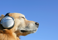 イオンペットが「PETEMO（ペテモ）」に一新！ – PEPPI.