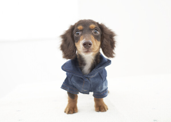 イオンペットが「PETEMO（ペテモ）」に一新！ – PEPPI.